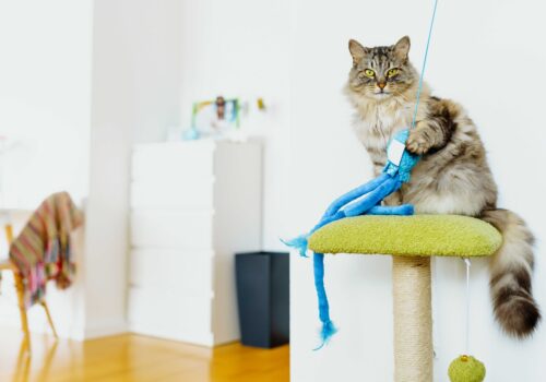 Jaké jsou podmínky dotace na zateplení domu v roce 2025? | Nasestrecha.cz